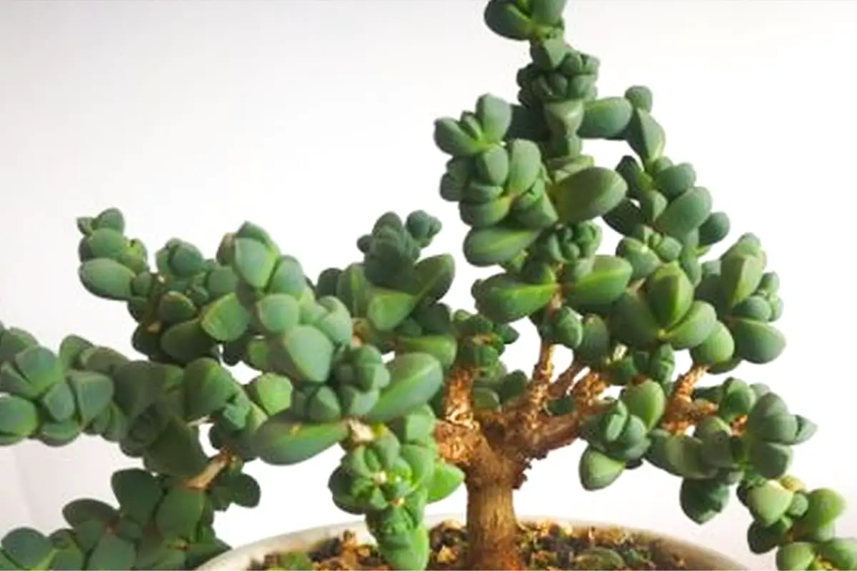 Apa itu Staghorn Begonia? - FlowersLib