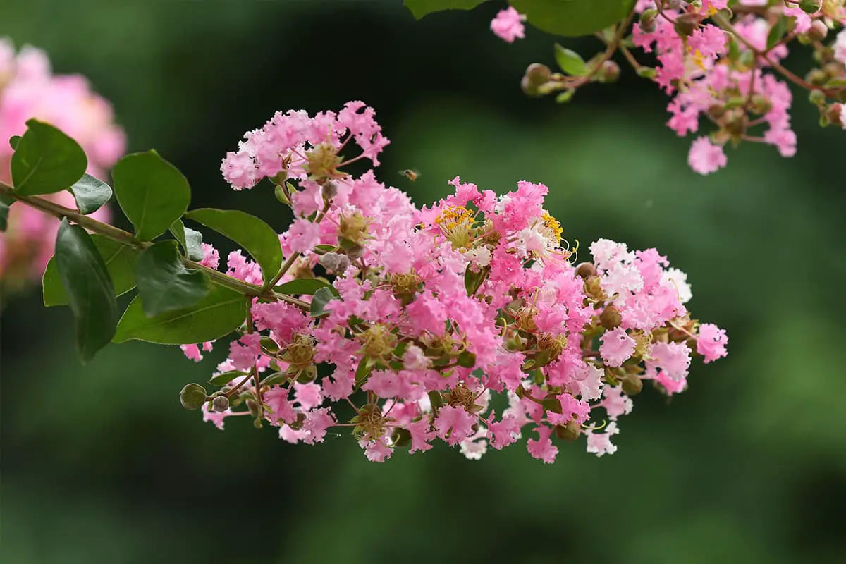 What Is Crape Myrtle? - FlowersLib