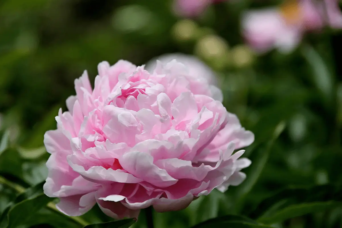 Peony vs Paeonia Lactiflora: The Difference Explained - FlowersLib