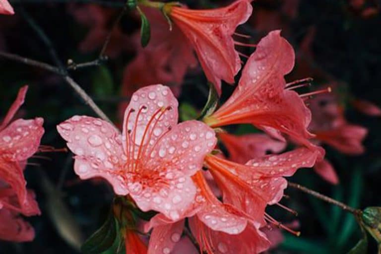 15 Common Roadside Flowers - FlowersLib