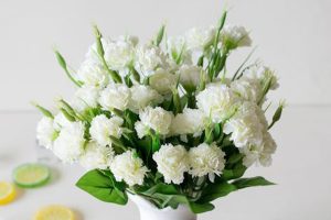 30 Bunga Putih Terindah - FlowersLib