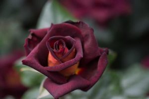 Top 112 Most Beautiful Varieties of Roses - FlowersLib