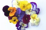 109 Arti Bunga: Bahasa Bunga - FlowersLib
