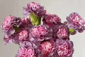 Les 10 plus belles variétés d'œillets - FlowersLib