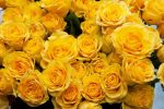 Top 112 Most Beautiful Varieties of Roses - FlowersLib