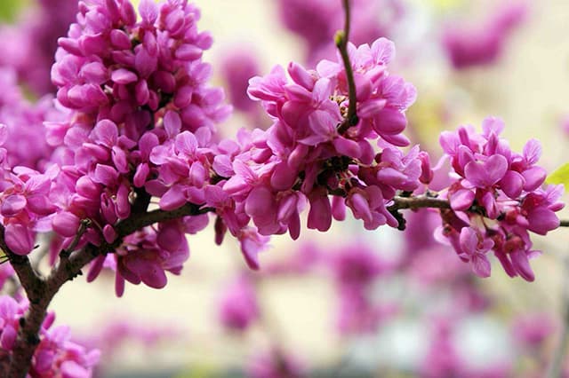Top 10 Most Beautiful Varieties of Osmanthus - FlowersLib