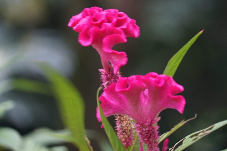 7 Classification Methods for Flowers and Plants - FlowersLib