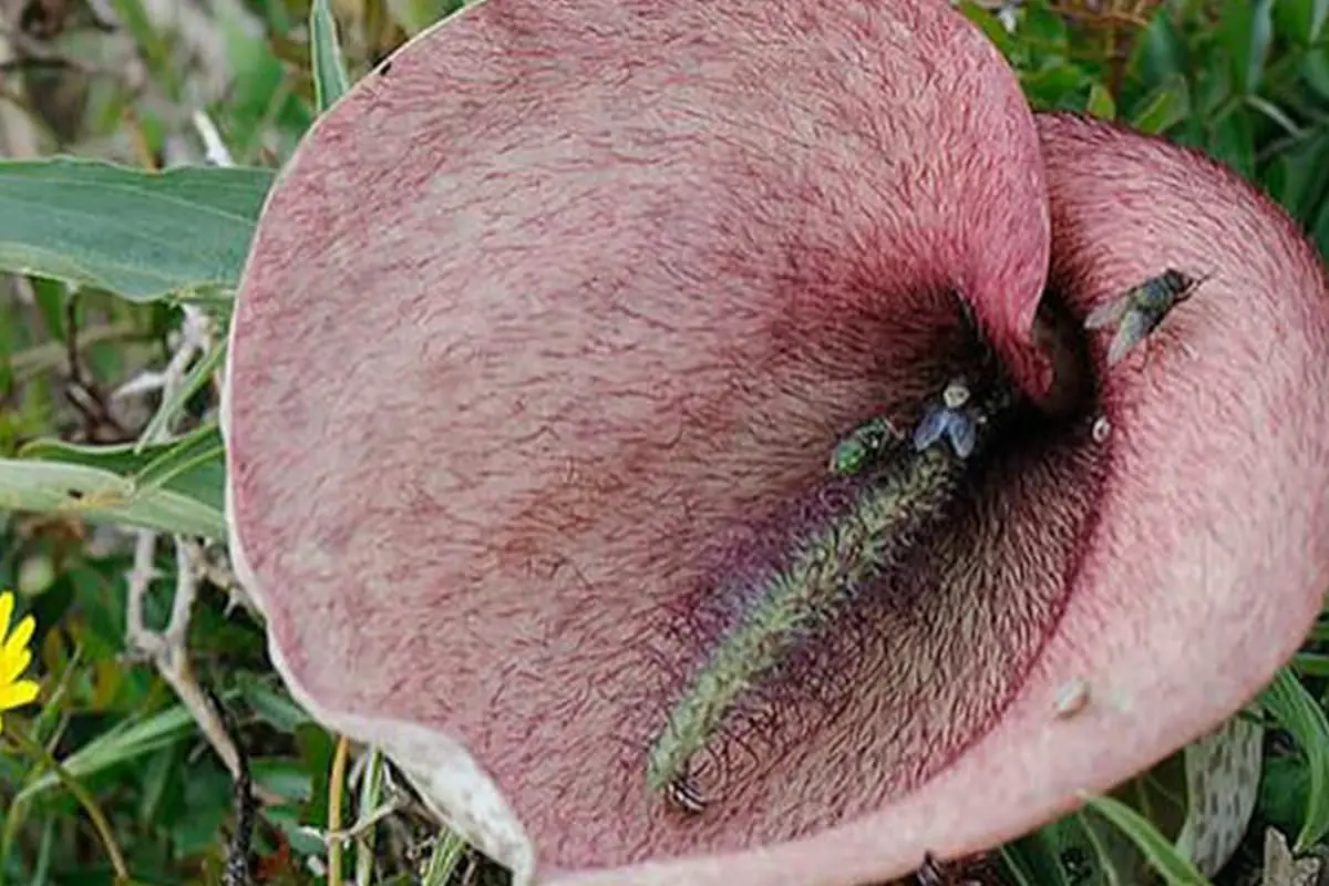Top 10 Most Stinky Flowers in the World - FlowersLib