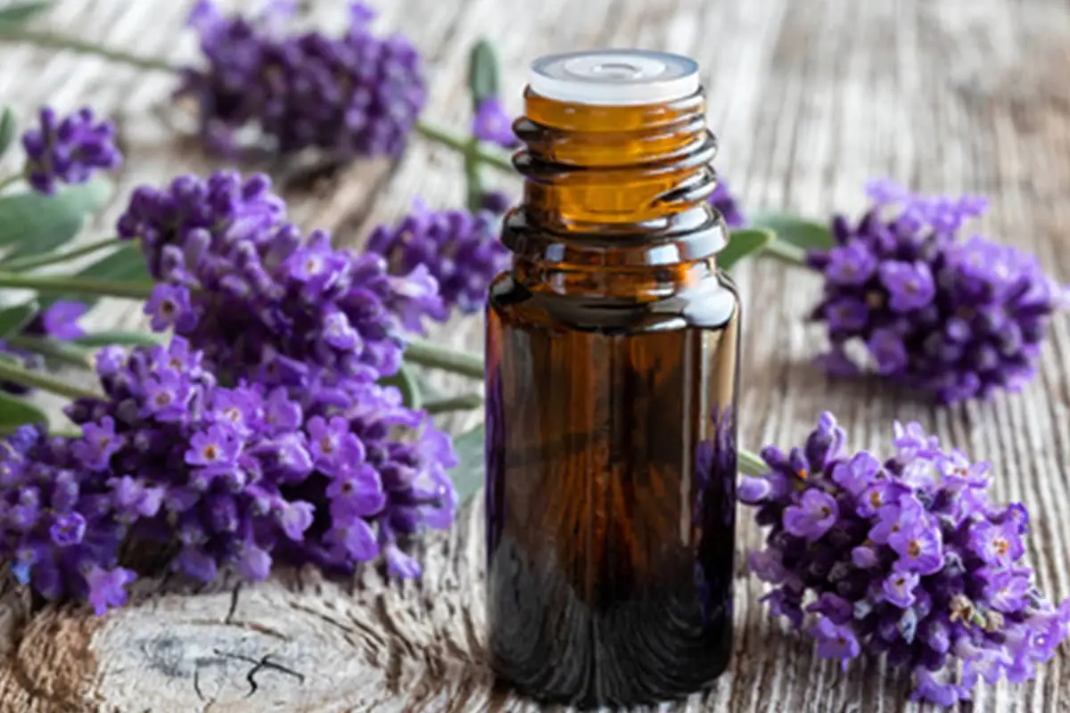 Lavender: The Queen of Herbs - Basics, Types, Care & More - FlowersLib