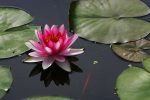 Water Lilies: Types, Care & More - FlowersLib