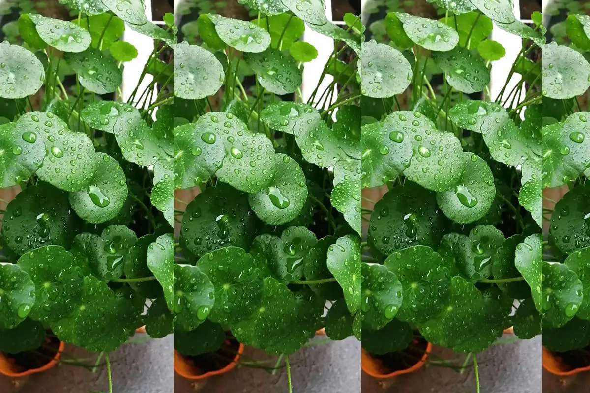 Explore Hydrocotyle vulgaris: The Ultimate Guide - FlowersLib