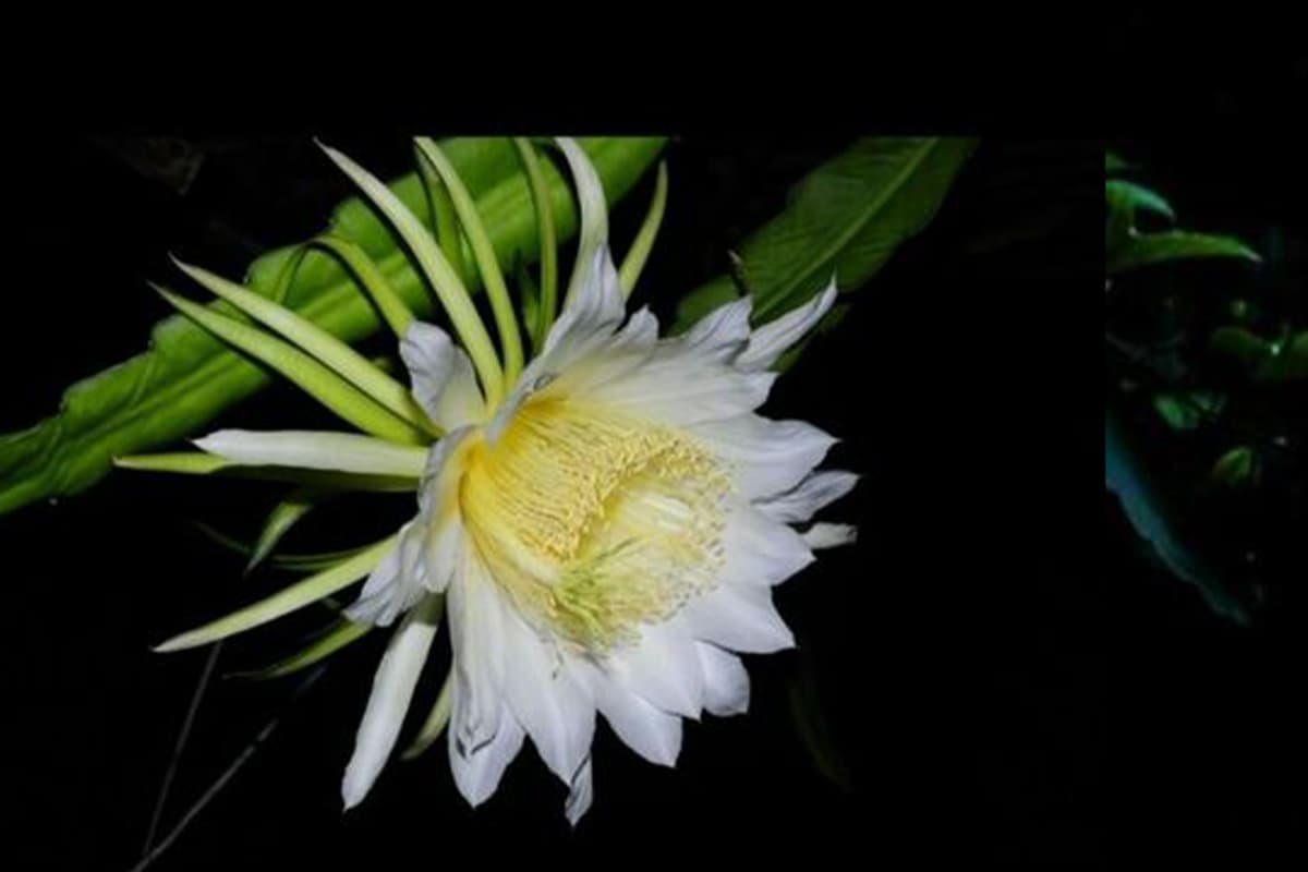 Night Blooming Cereus: All You Need to Know About Growth, Care & More ...