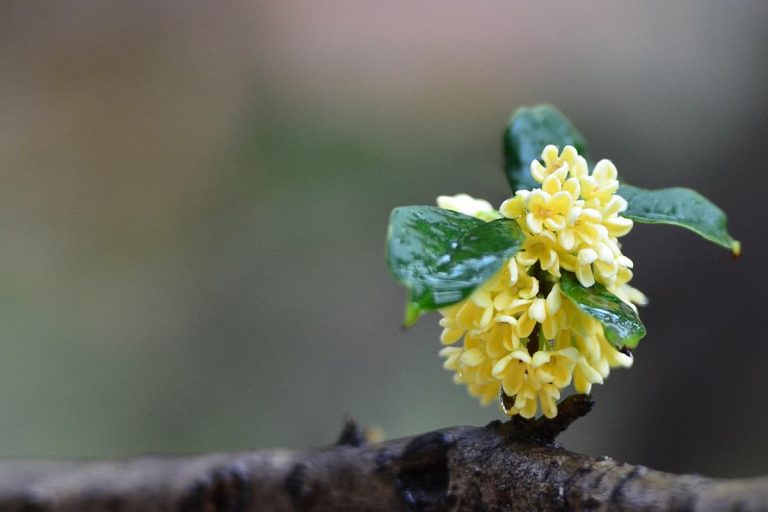 Top 10 Most Beautiful Varieties of Osmanthus - FlowersLib