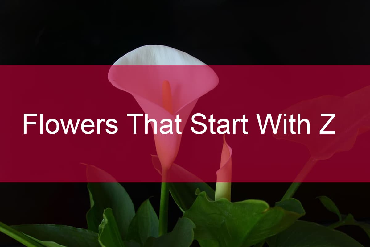 7 Flowers That Start With Z - FlowersLib