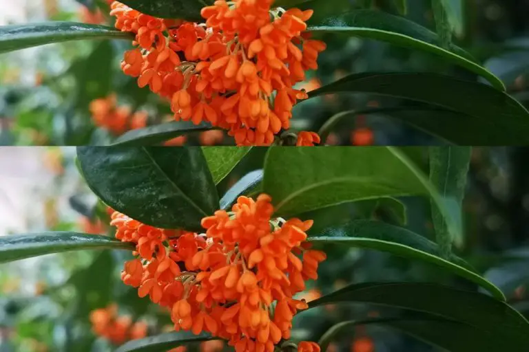 Top 10 Most Beautiful Varieties of Osmanthus - FlowersLib