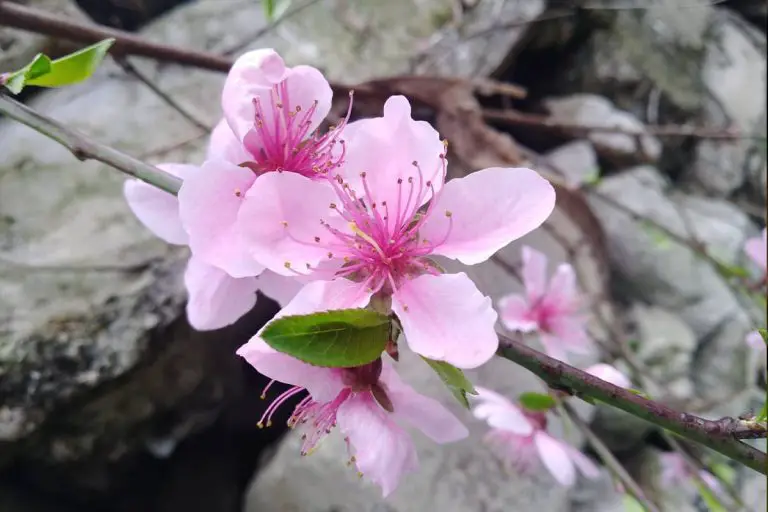 Peach Blossom Basics: Types, Care & More - FlowersLib