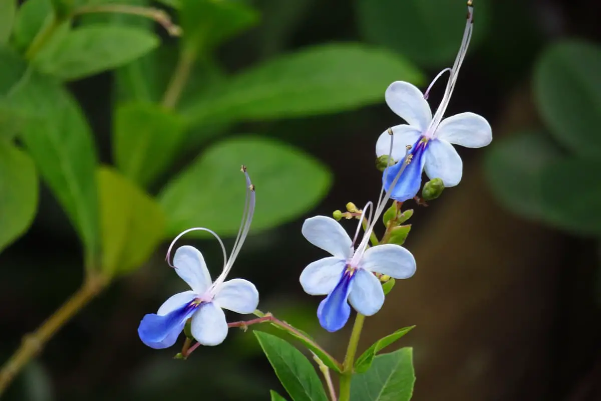 Rotheca myricoides: Een gids voor het kweken van de blauwe vlinderbloem ...