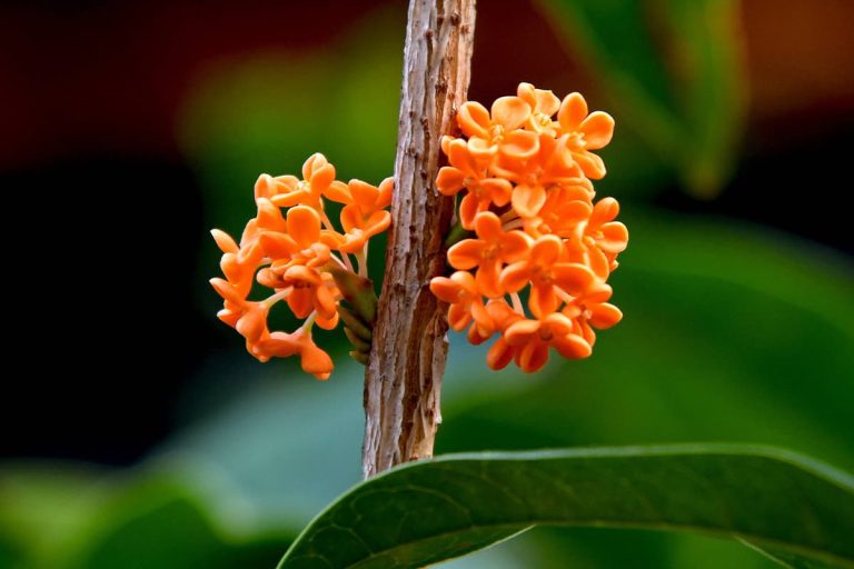 Top 10 Most Beautiful Varieties of Osmanthus - FlowersLib
