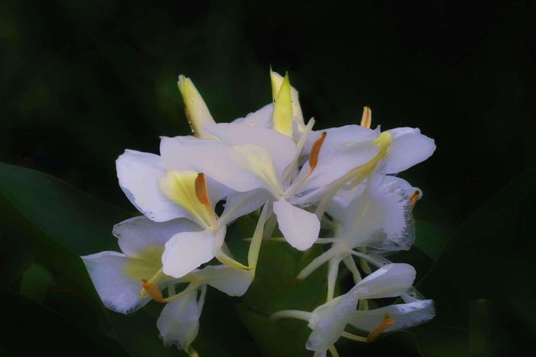 36 Flowers That Start With H - FlowersLib