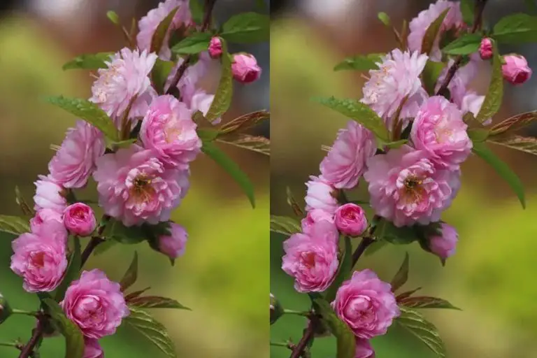 91 Flowers That Start With C - FlowersLib