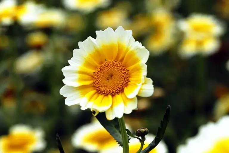25 Flowers That Start With G - FlowersLib
