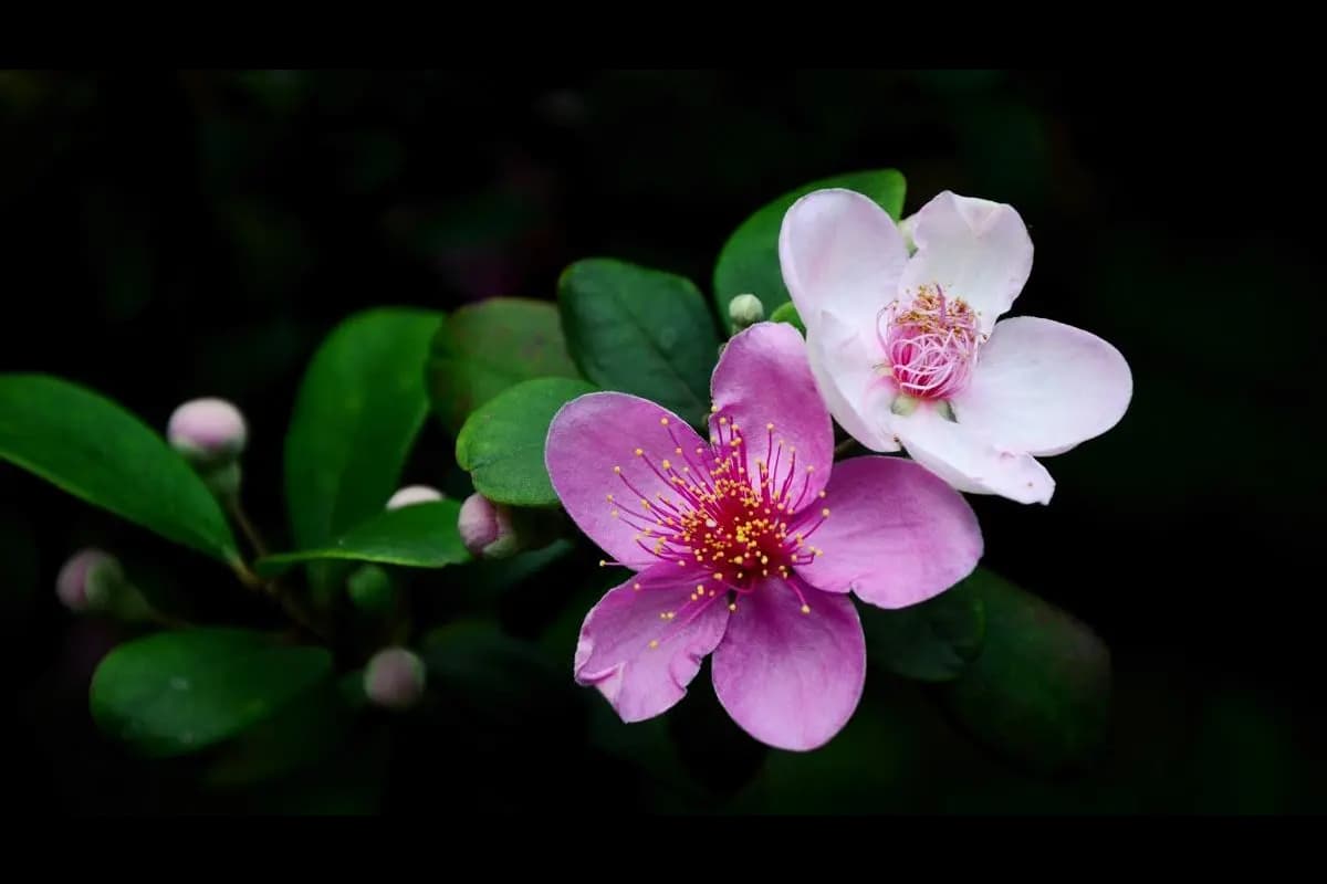 Rhodomyrtus Tomentosa: Discover the Beauty of Downy Myrtle - FlowersLib