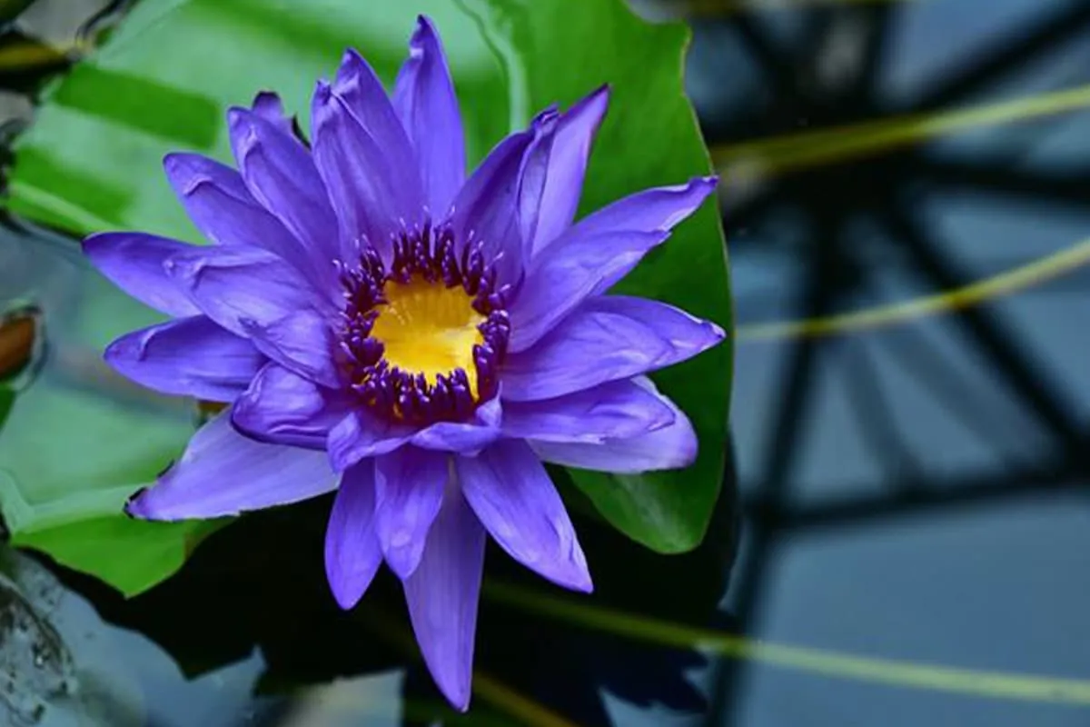 Nymphaea Revealed: Blooms of the Sleeping Fire Lotus - FlowersLib
