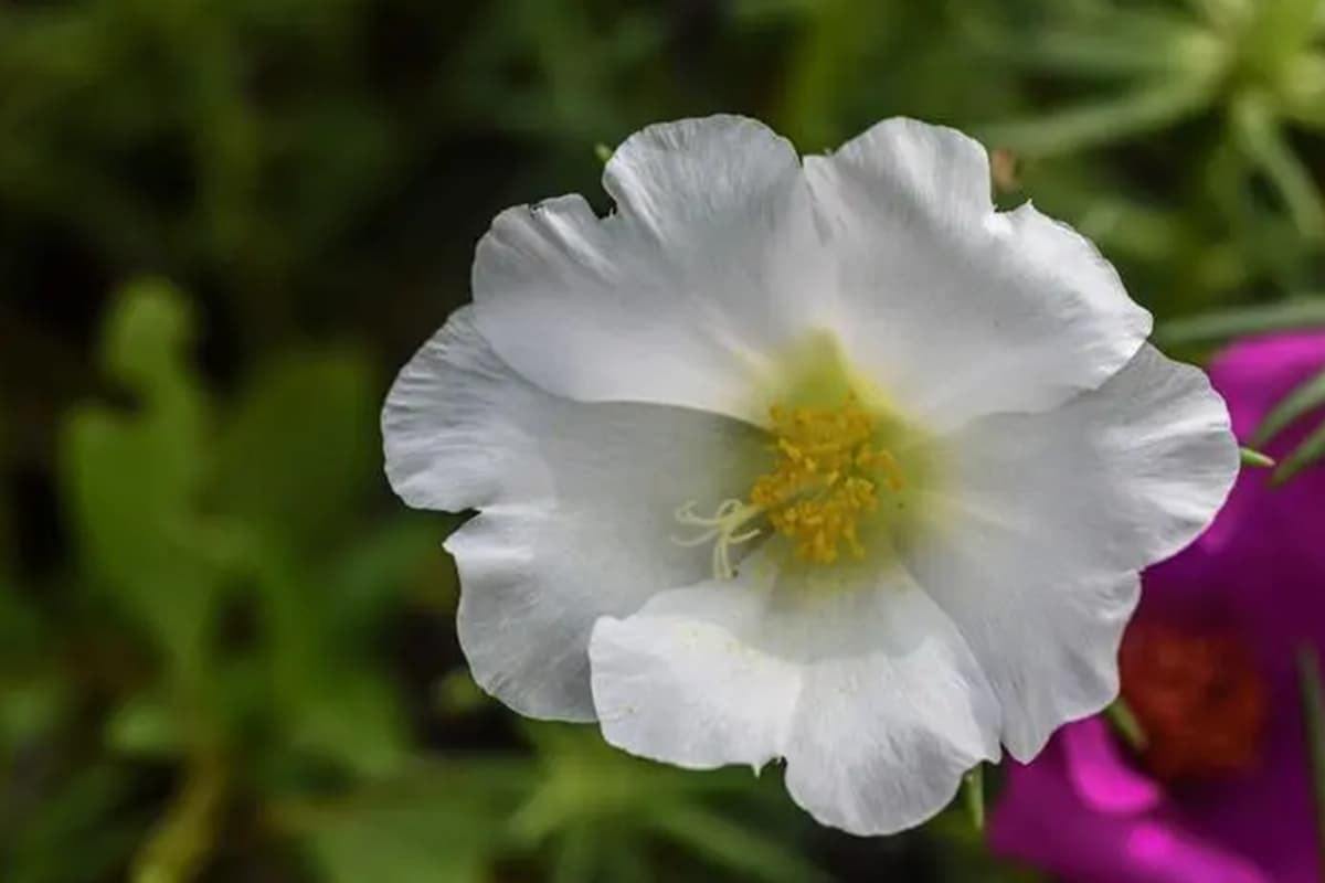 A Guide to Portulaca Grandiflora: Cultivation and Care Tips - FlowersLib