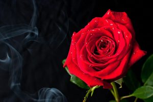 Explore the Allure of Roses: Types, Growth & Care, and More - FlowersLib