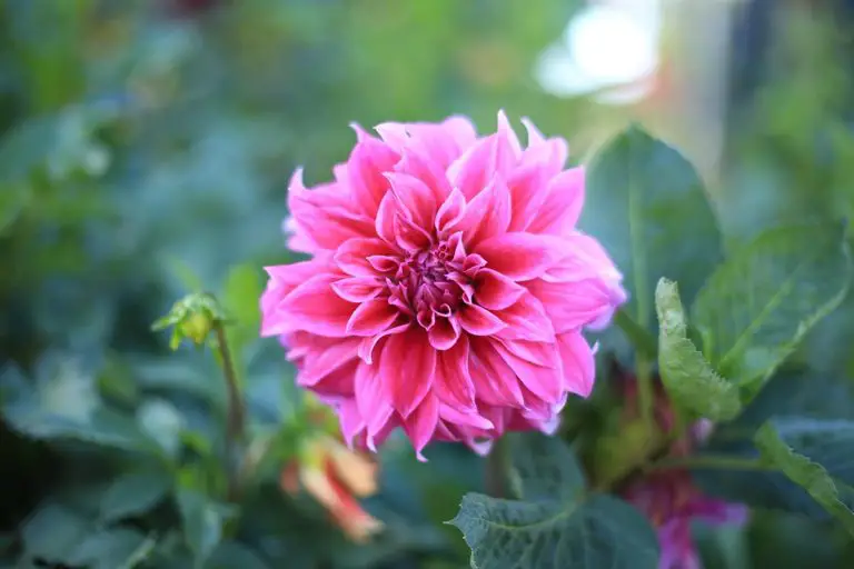 10 Flowers That Bloom in November - FlowersLib