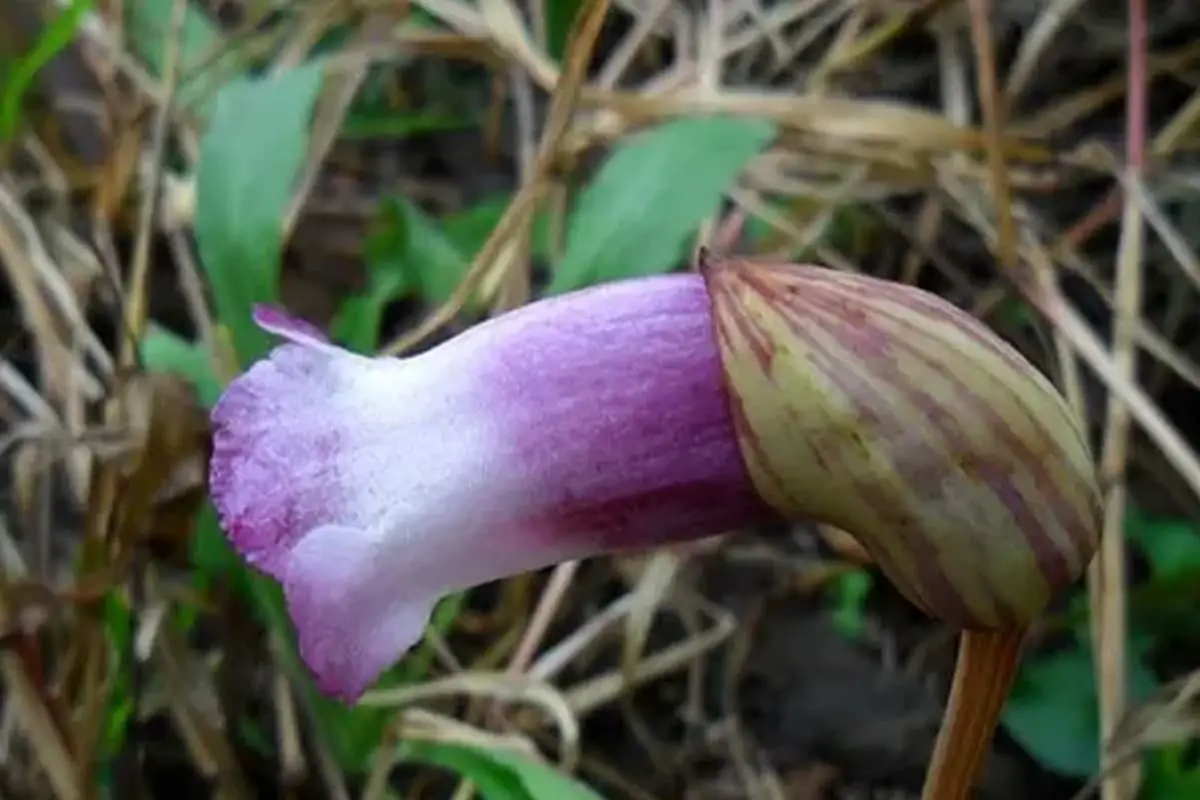 Aeginetia indica: Nature's Detoxifier and Healer - FlowersLib