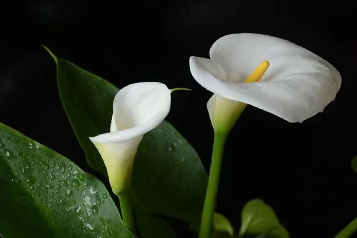 Zantedeschia albomaculata: The Horse Hoof Lily's Charm - FlowersLib