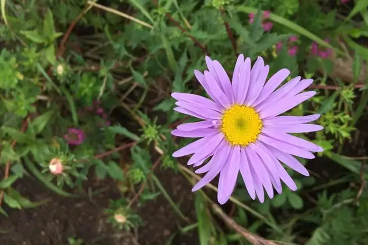 Aster hispidus: A Fascinating Journey into Dog Whisker Flowers - FlowersLib