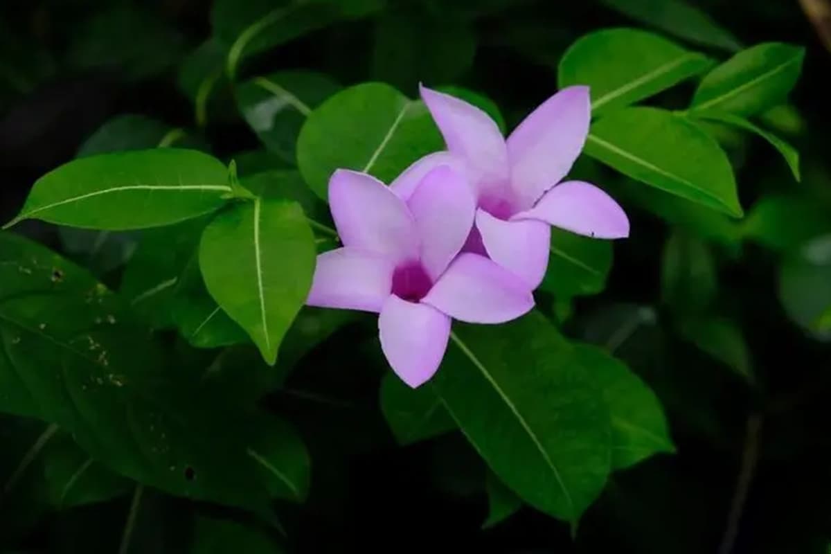 Cryptostegia Grandiflora: Una splendida vite fiorita - FlowersLib