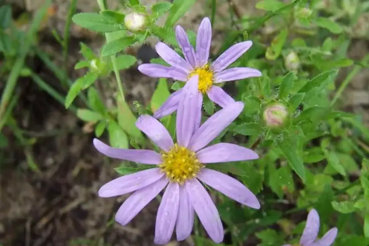 Aster hispidus: A Fascinating Journey into Dog Whisker Flowers - FlowersLib