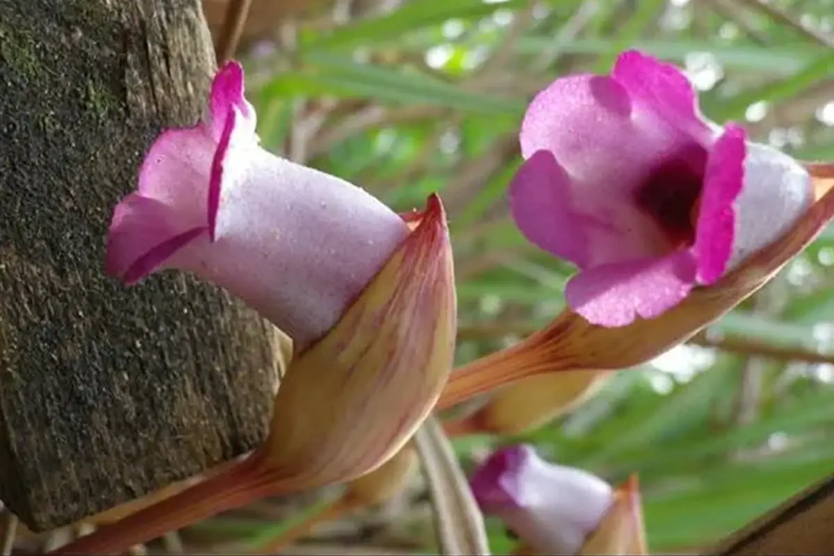 Aeginetia indica: Nature's Detoxifier and Healer - FlowersLib