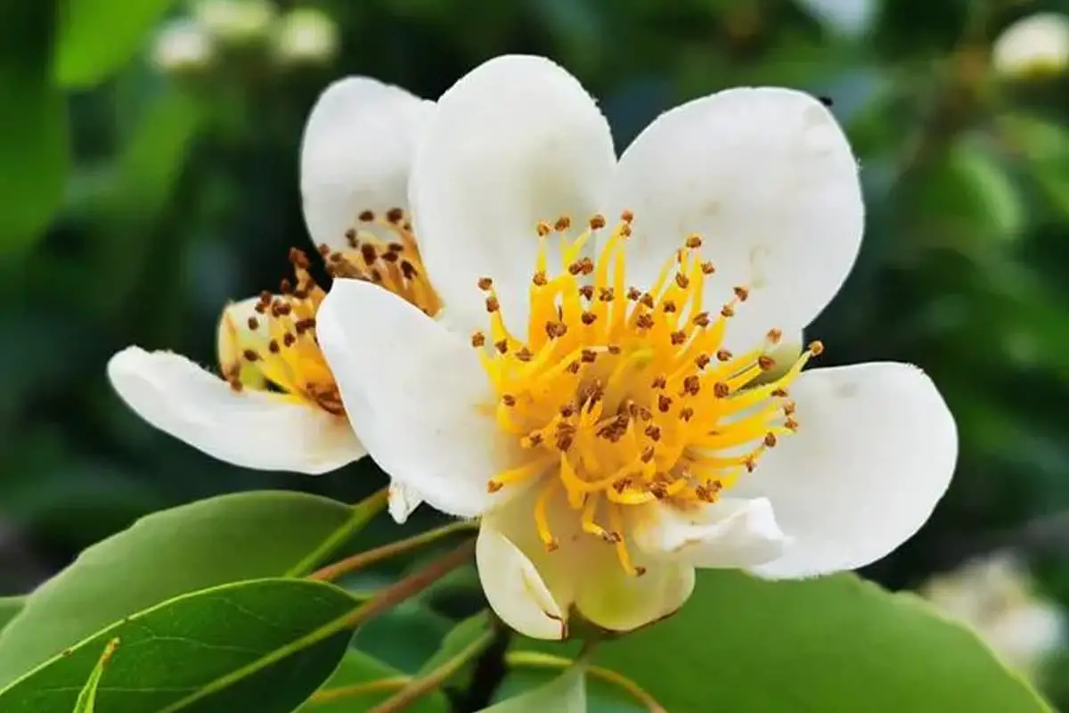 Schima Superba: Der perfekte Landschaftsbaum - FlowersLib