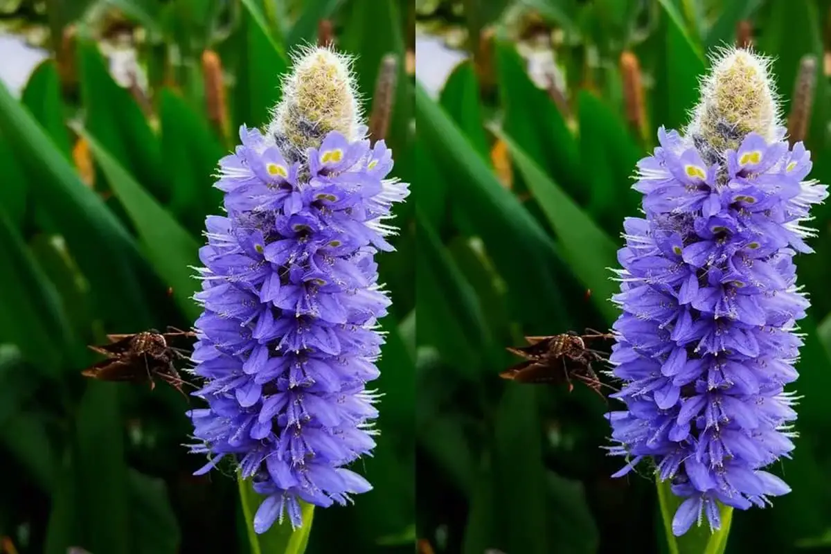 Growing Pontederia Cordata: Tips and Insights - FlowersLib