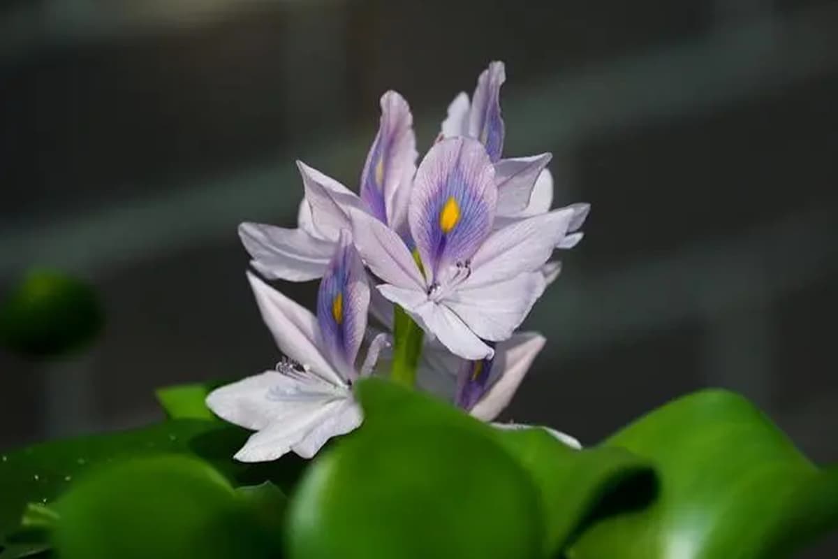 Eichhornia Crassipes: The Floating Aquatic Herb You Need in Your Garden ...