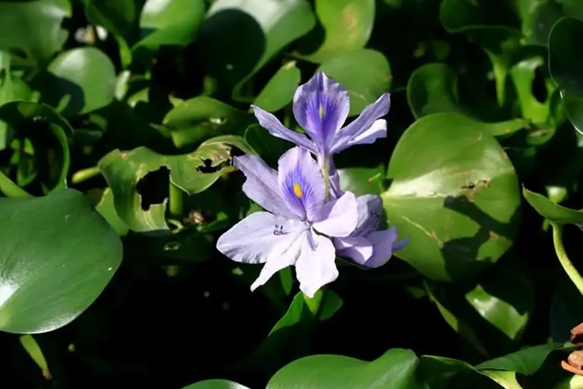 Eichhornia Crassipes: The Floating Aquatic Herb You Need in Your Garden ...