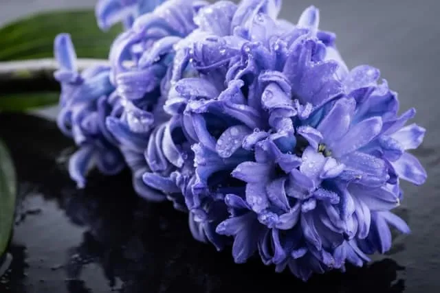 Top 10 Famous Flowers in the World - FlowersLib