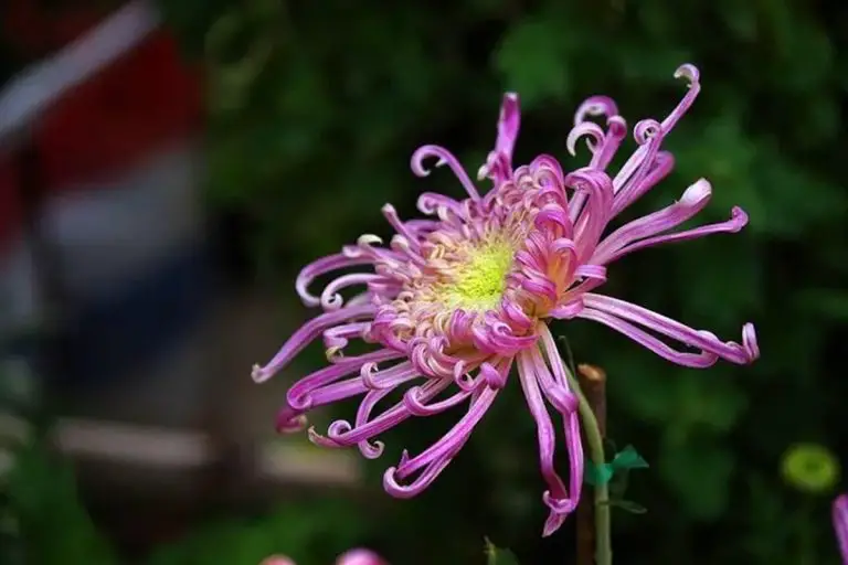 10 Flowers That Bloom in October - FlowersLib