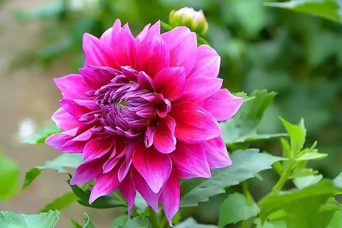 10 Flowers That Bloom in October - FlowersLib
