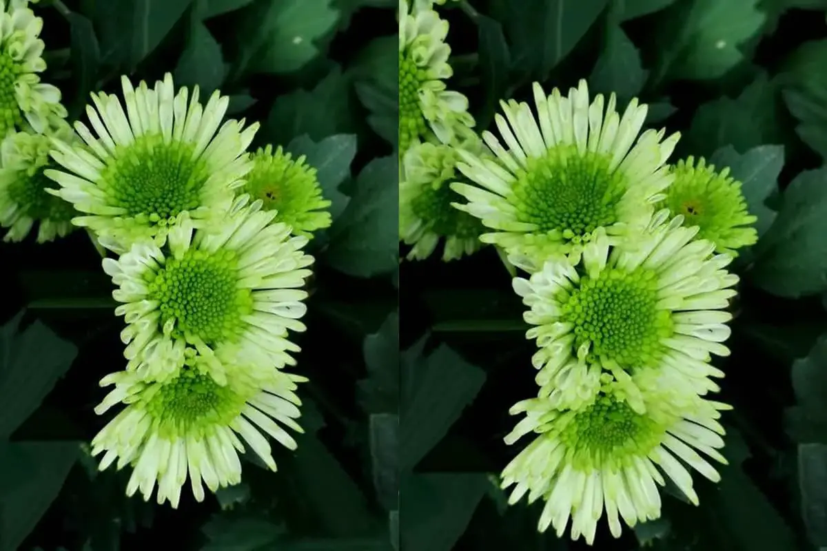 Top 10 Most Beautiful Green Flowers - FlowersLib