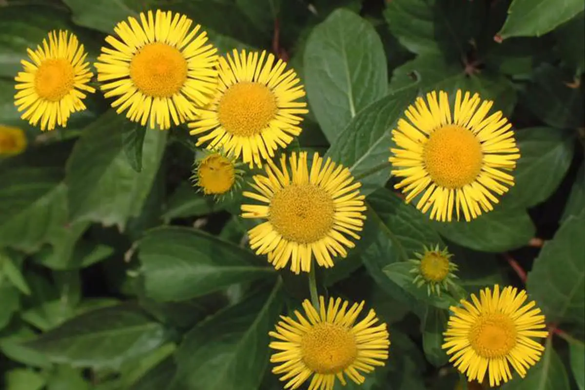 Inula Japonica: Menjelajahi Pertumbuhan, Kegunaan, dan Manfaat Obat ...