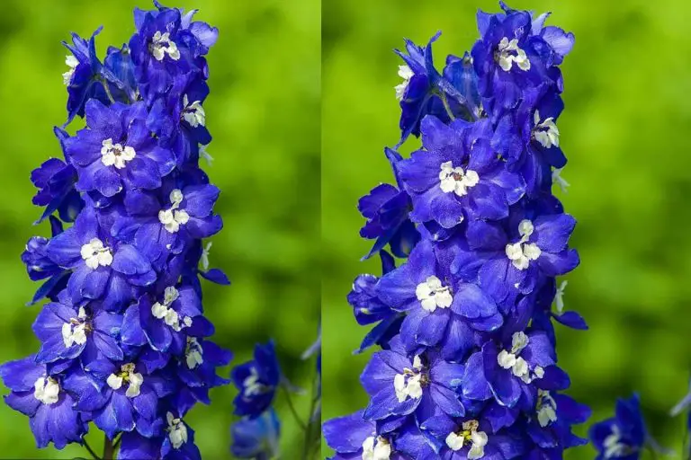 10 Bunga Biru Terindah - FlowersLib